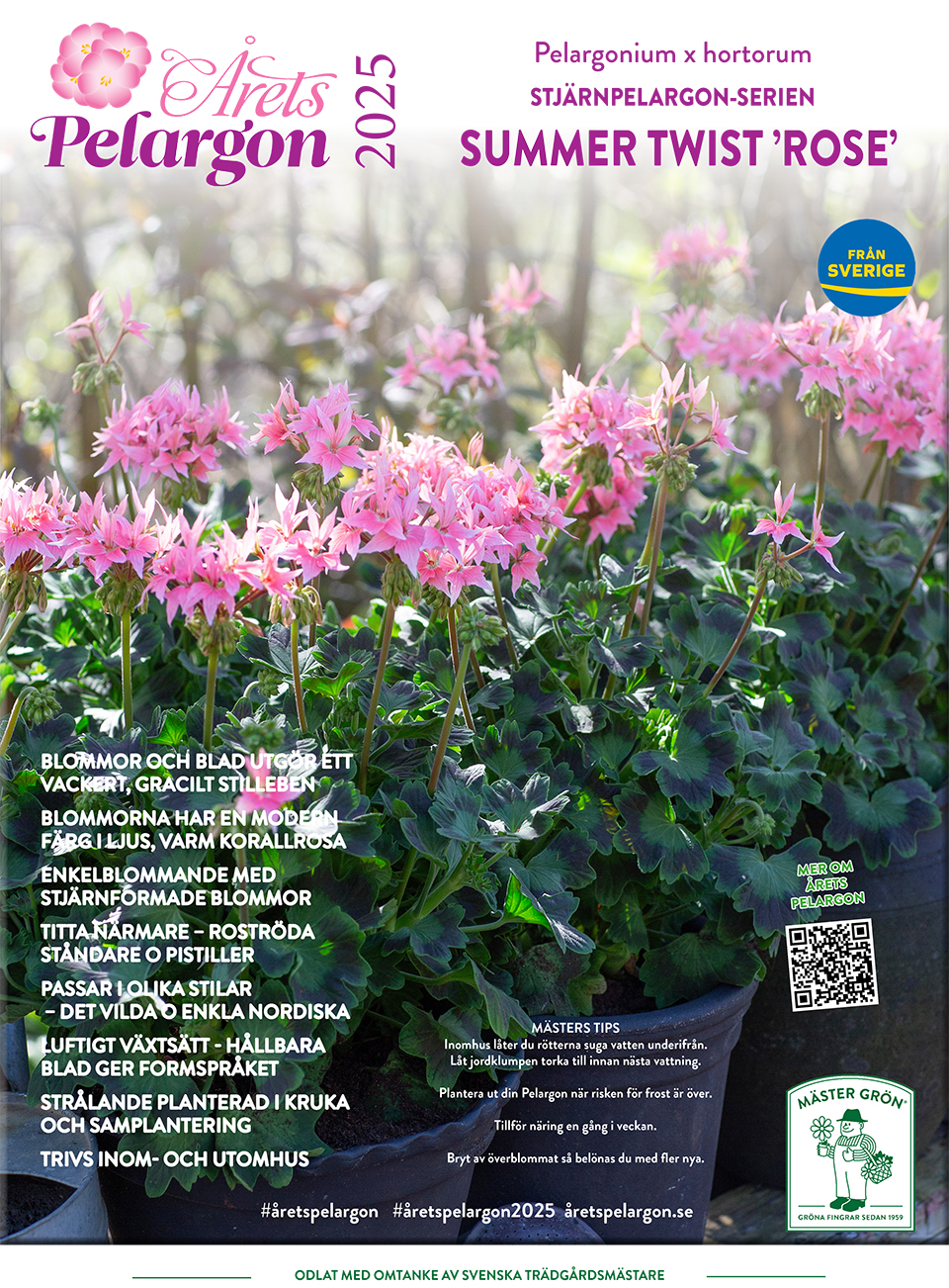 2025 - Summer Twist 'Rose' - Hem